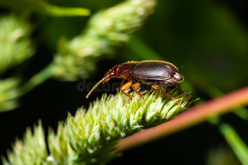 Copper Colored Ground Beetle on Grass in a Natural Environment. Summer ...