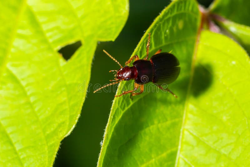 Copper Colored Ground Beetle on Grass in a Natural Environment. Summer ...