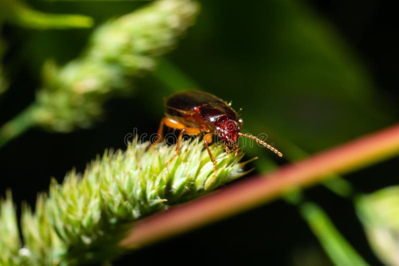 Copper Colored Ground Beetle on Grass in a Natural Environment. Summer ...