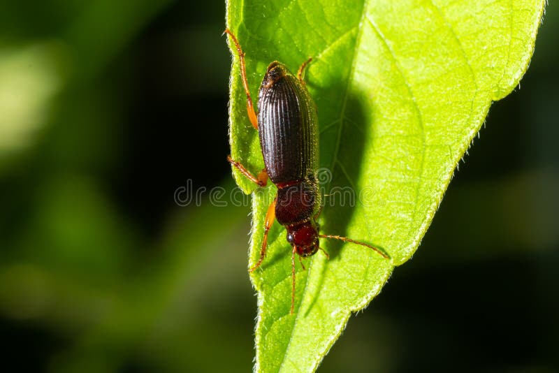 Copper Colored Ground Beetle on Grass in a Natural Environment. Summer ...