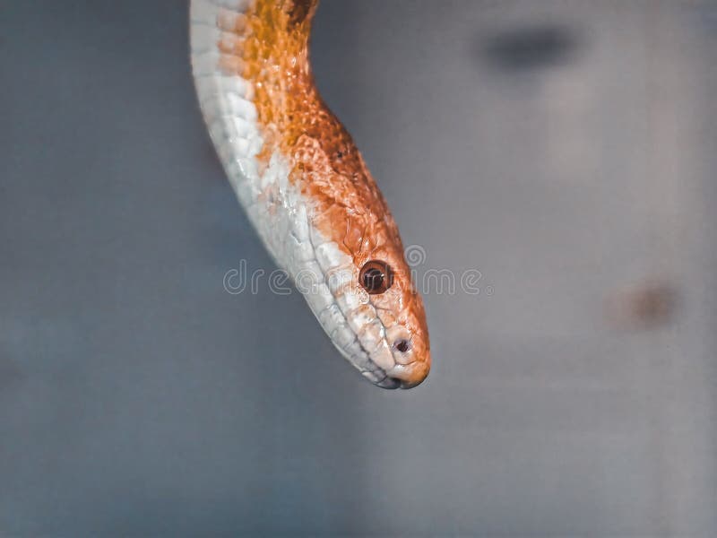 Copper Crown: Fiery Red Snake with Pearl Underbelly Stock Image - Image ...