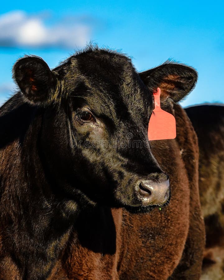 Copper cattle with tulips stock image. Image of isolated - 17939071