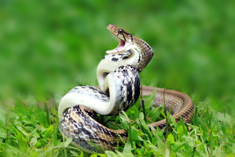 Copper-headed Trinket Snake Ready To Attack, Coelognathus Radiatus ...