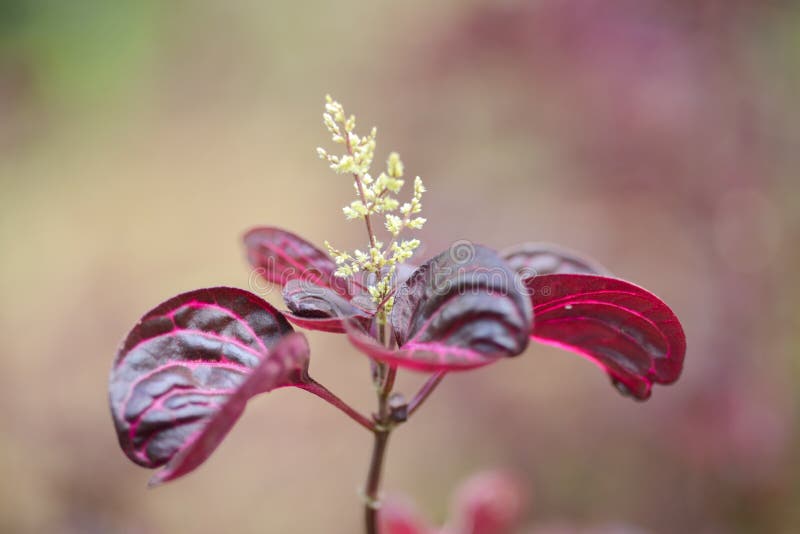 Copper leaf stock image. Image of abstract, copperleaf - 48794889