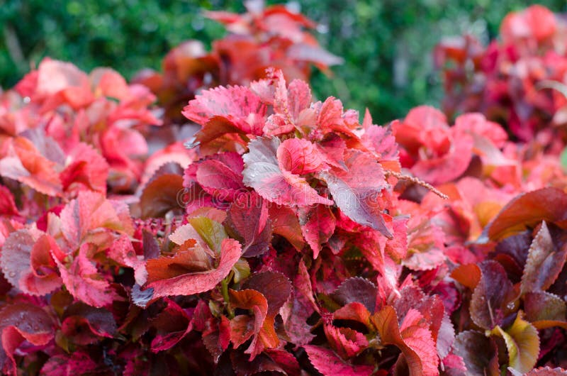 Copper leaf stock photo. Image of acalypha, beauty, sonchifolia - 59995652
