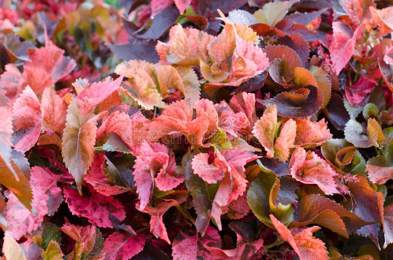 Copper leaf stock photo. Image of texture, season, pattern - 59995662