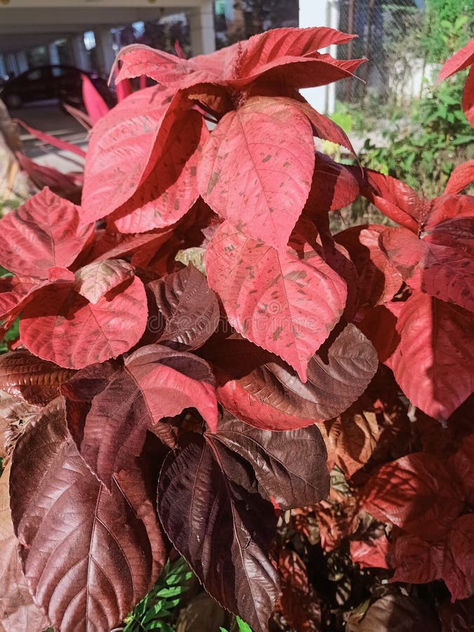Copper Leaf Flora stock photo. Image of copper, leaf - 267658492