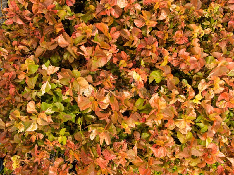Copper Leaf on the Ground stock image. Image of fresh - 79728841