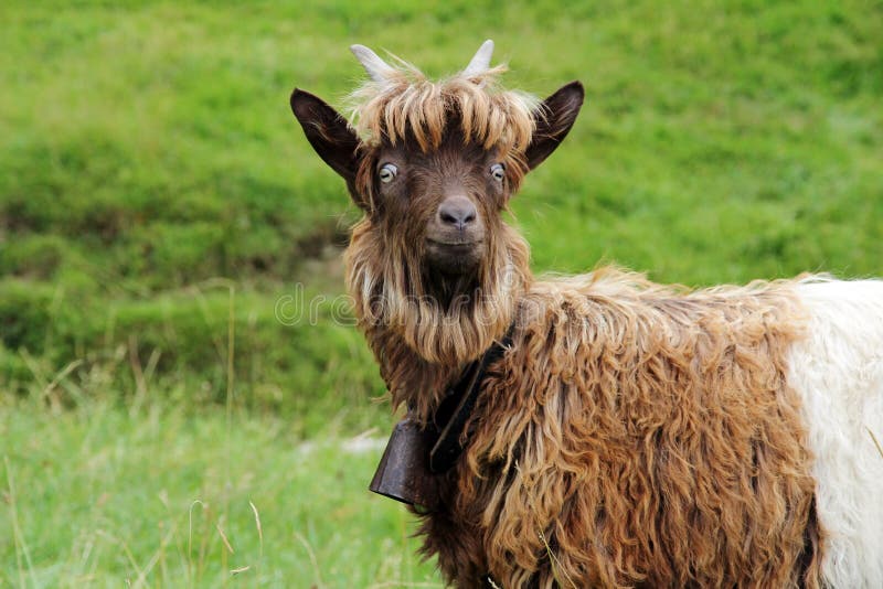 Copper neck goat stock image. Image of high, mountain - 57752307