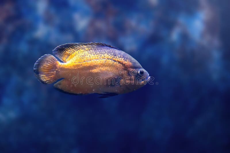 Copper Oscar - Freshwater Fish Stock Photo - Image of fresh, aquarium ...