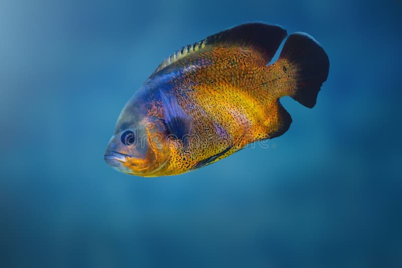 Copper Oscar - Freshwater Fish Stock Photo - Image of aquatic, aquarium ...