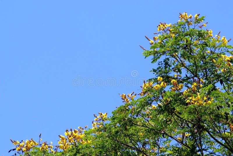 Copper Pod stock photo. Image of siamese, peltophorum - 76891844