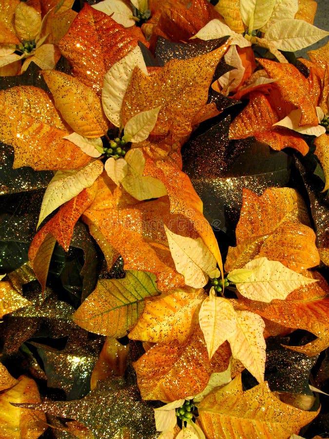 Copper Poinsettia stock photo. Image of flowers, color - 90319404