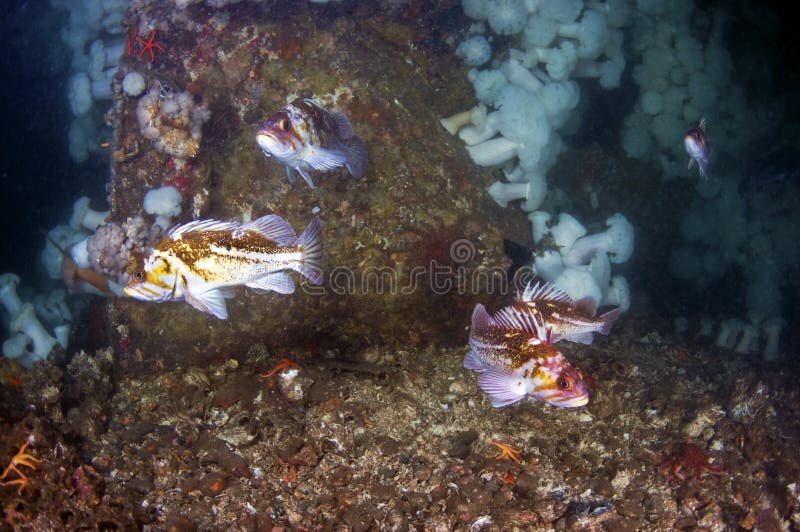 Copper Rock Fish stock image. Image of life, seascape - 10535059