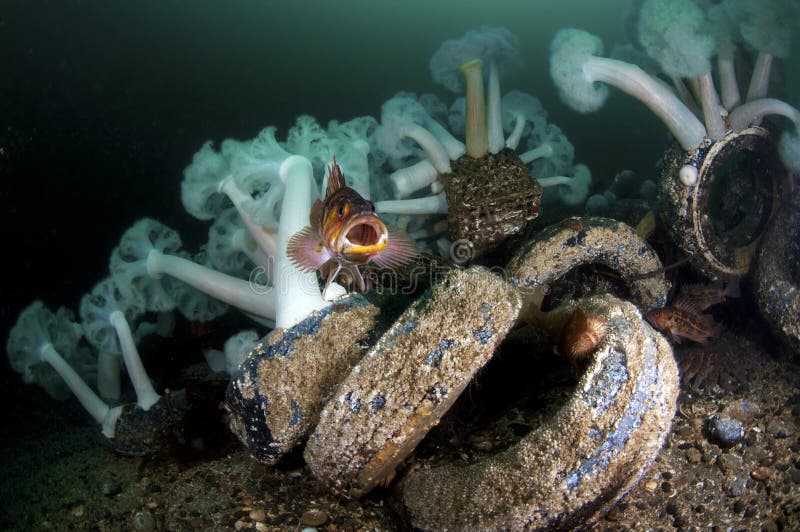 Man Made Reef stock photo. Image of animal, underworld - 30203492