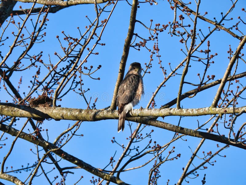 Copper`s Hawk Perched in Tree: a Copper`s Hawk Bird of Prey Raptor ...