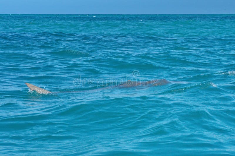 Copper Shark at the Surface Stock Image - Image of coast, gansbaai ...