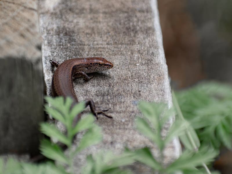 Copper Skink Lizard on Wooden Deck Stock Photo - Image of garden ...