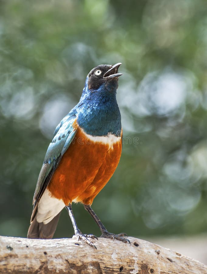 Copper Tailed Starling stock photo. Image of singing - 35810532