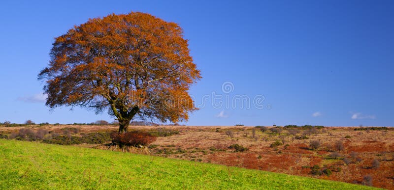 Copper Tree stock photo. Image of scene, grass, autumn - 27411916