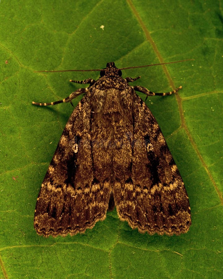 The Copper Underwing, Amphipyra Pyramidea Stock Image - Image of ...