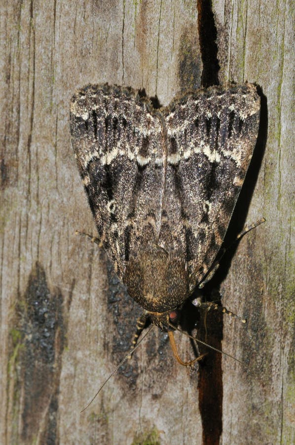Copper Underwing Moth stock image. Image of england, underwing - 33574323