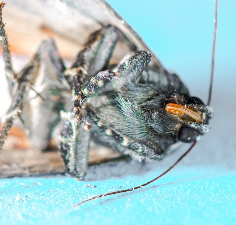 Copper Underwing Moth, Amphipyra Pyramidea Stock Image - Image of head ...