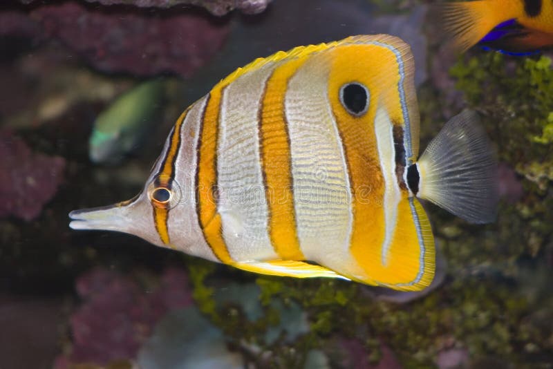 Copperband Butterfly fish stock image. Image of corals - 389411