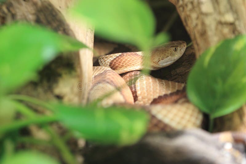 Adult Copperhead Snake Curled on Ground in Forest Stock Image - Image ...