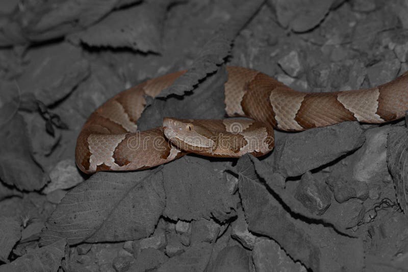 Copperhead stock image. Image of reptile, wildlife, snake - 39542487