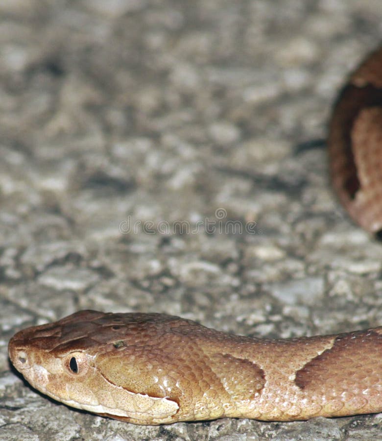 Copperhead Snake - Agkistrodon Contortrix Stock Image - Image of ...