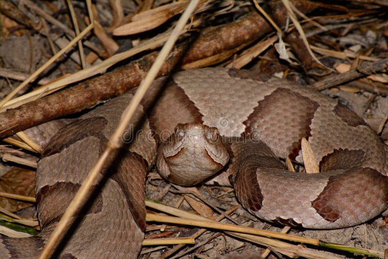 Copperhead Ready to Strike stock photo. Image of closeup - 69640746