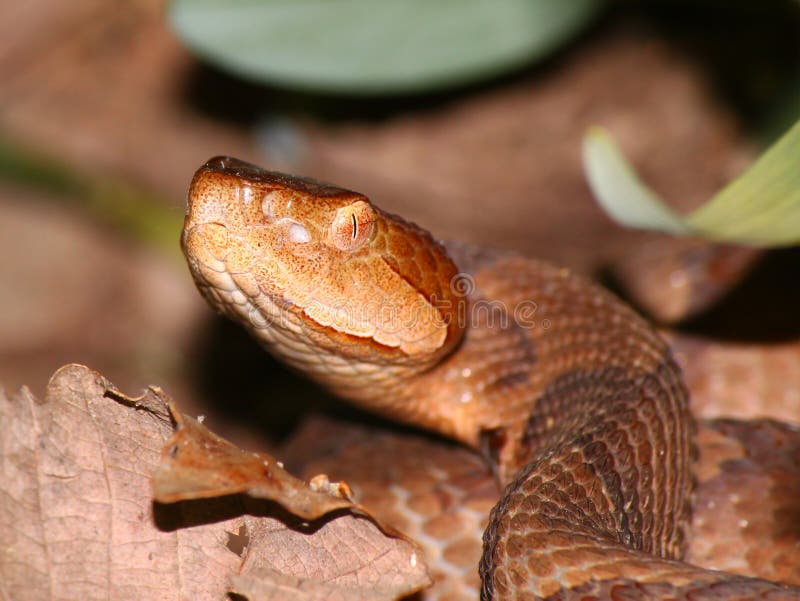 Copperhead Snake (Agkistrodon Contortrix) Stock Photo - Image of scary ...