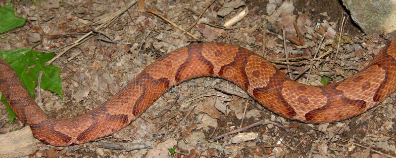 Copperhead Snake (Agkistrodon Contortrix) Stock Photo - Image of ...