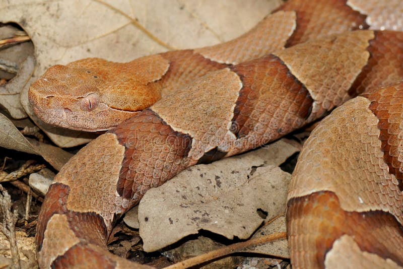 Osage Copperhead Snake Coiled Stock Image - Image of contortrix, trans: 21065113