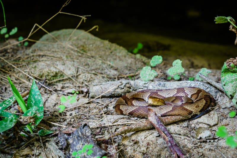 Southern Copperhead stock image. Image of copperhead - 10696253