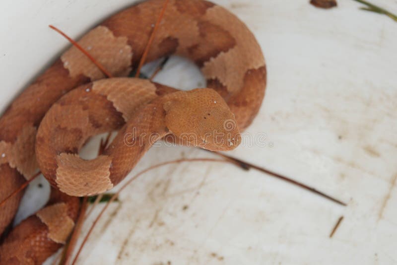Copperhead Snake Pattern Close Up Stock Photo - Image of closeup ...