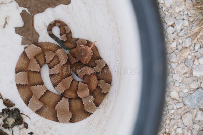 Copperhead Snake Closeup with Brown Pattern Stock Image - Image of ...