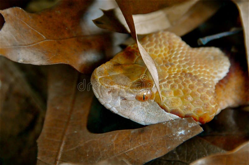 Copperhead stock image. Image of reptile, hiding, snake - 64174885