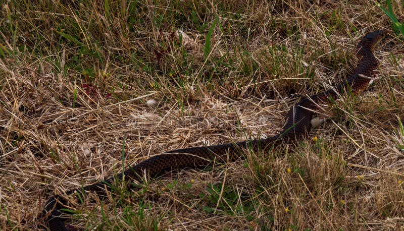 Copperhead Snake Phillip Island Victoria Australia Stock Photo - Image ...