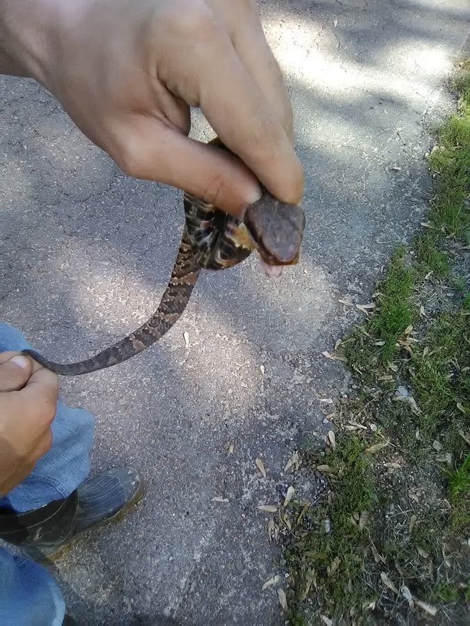 Baby Copperhead Fangs