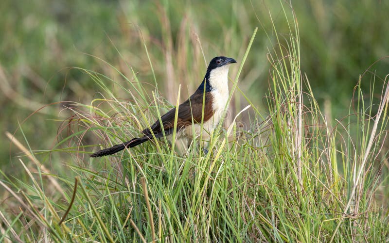 Coppery-tail Coucal with a Hefty Bill Stock Image - Image of coppery ...