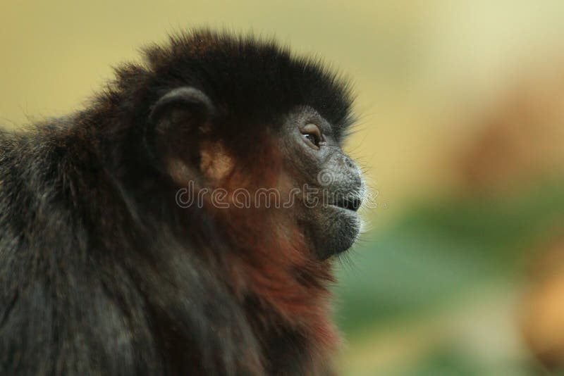 Coppery titi stock image. Image of adult, cupreus, south - 28830245