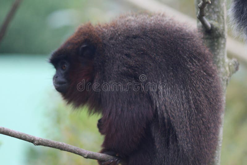 Coppery titi stock image. Image of netherlands, brown - 99620195