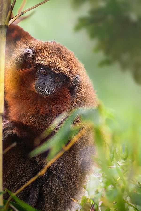 Coppery Titi Monkey stock photo. Image of ecological - 303774970