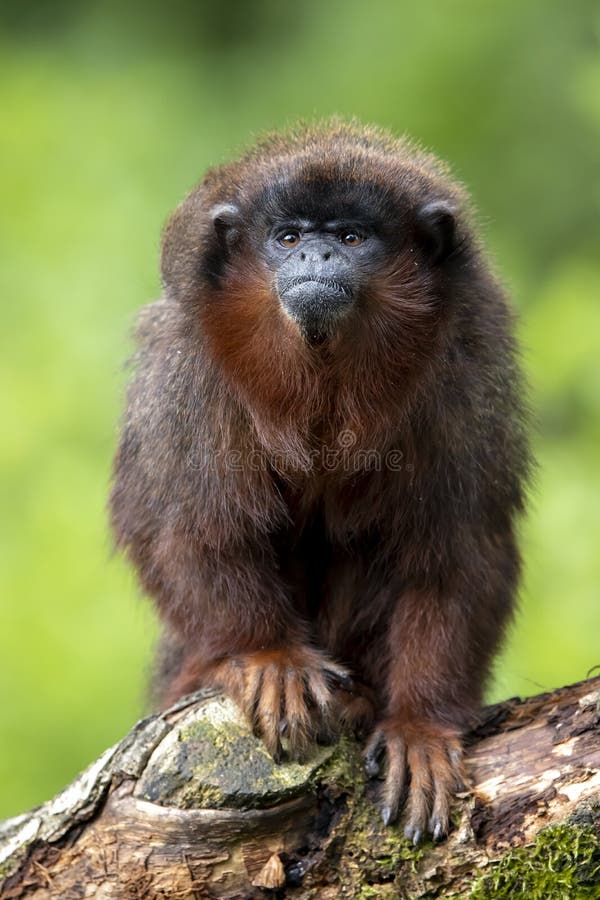 A coppery titi stock photo. Image of brown, wild, rainforest - 227492388