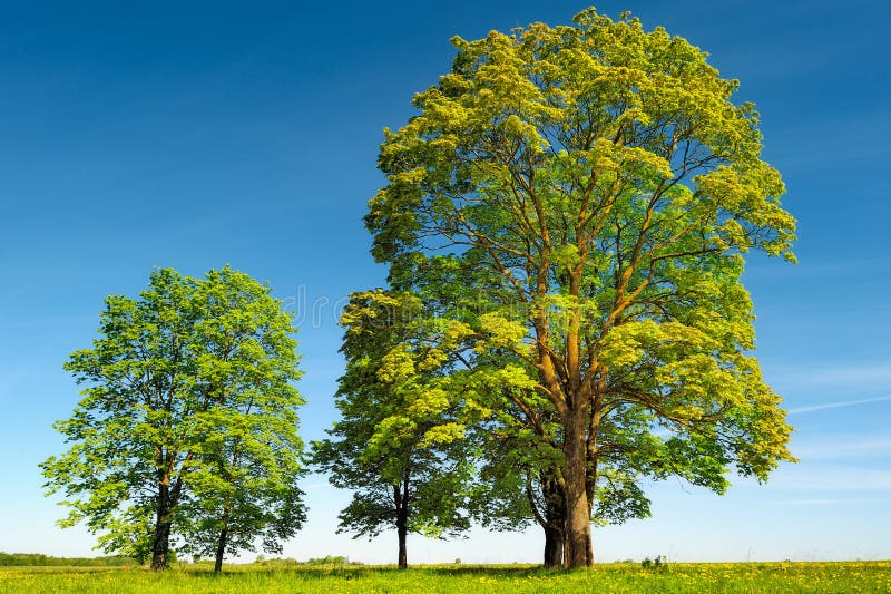 Coppice stock image. Image of country, leafy, copse, flora - 23810271