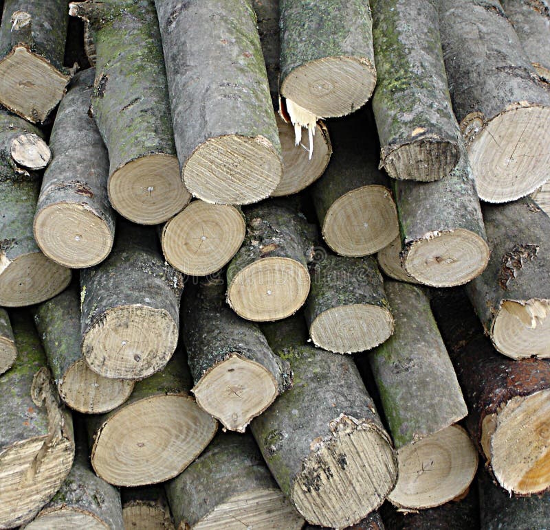 Oak Coppice Wood, Dartmoor stock photo. Image of nature - 32088330