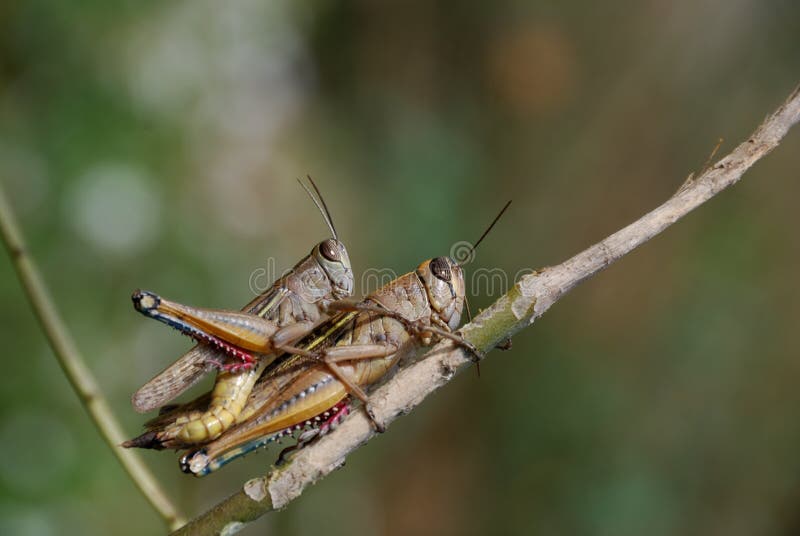 Coppie delle cavallette fotografia stock. Immagine di accoppiamento ...