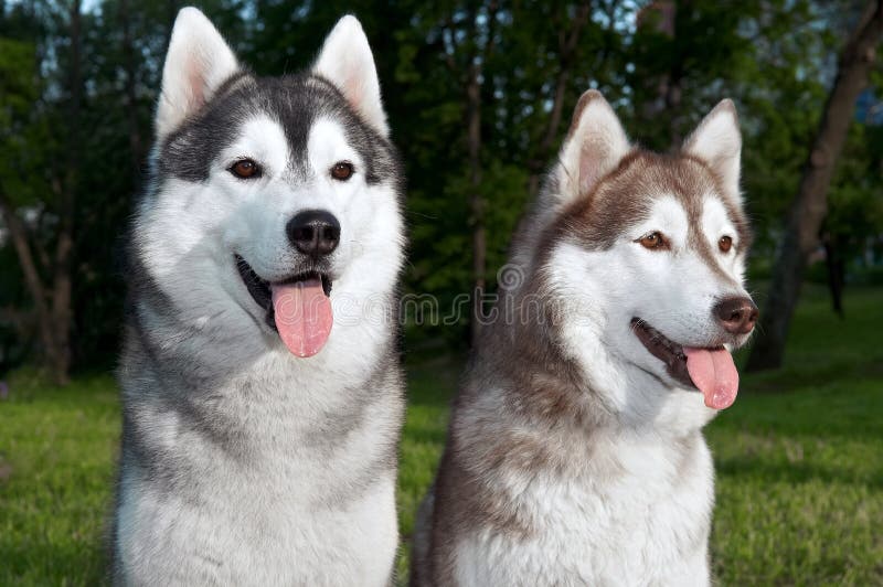 Coppie I Cani Husky All'aperto Fotografia Stock - Immagine di ...